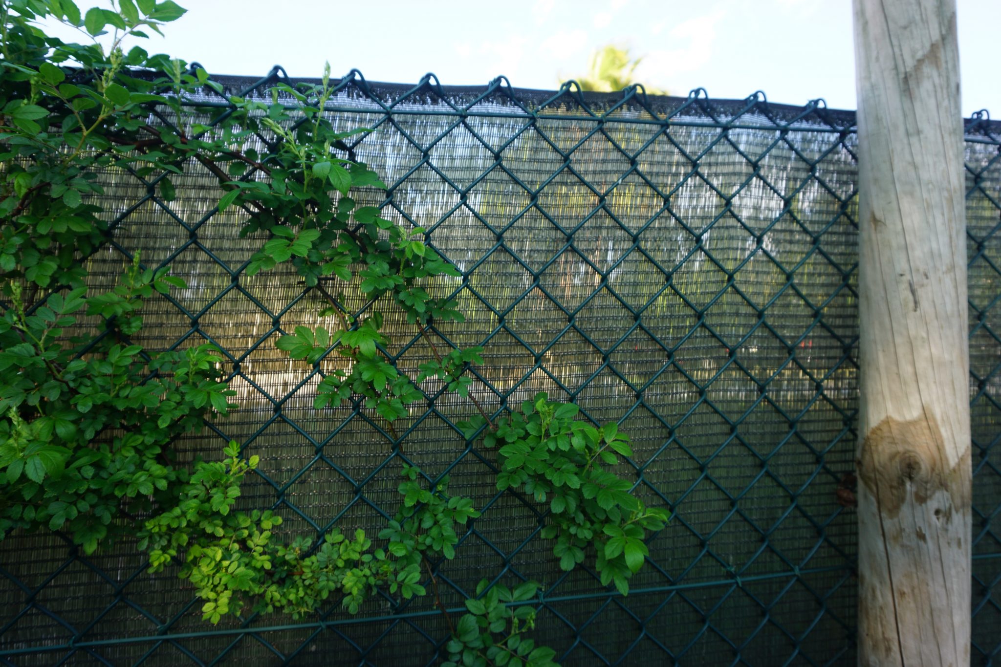 Rede Elástica Plastificada (malha solta) - malha 50, arame 13/10 (2 ...